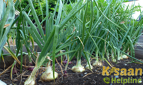 Bhima Red - Pyaj Ki Kheti | Kisaan Helpline