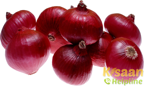Bhima Light Red - Onion Farming In India