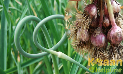 Bhima Super - Onion Farming In India