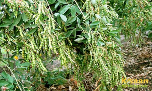 Arhar (Tur Dal) Crop Farming in India - Variety, Disease and Solutions