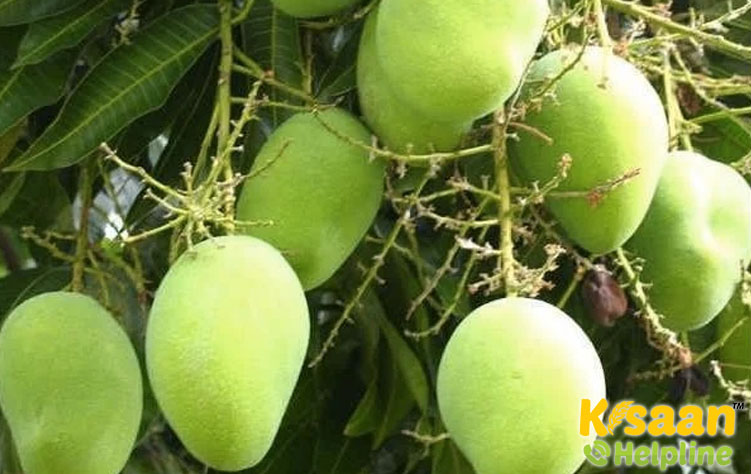 Himsagar (हिमसागर) | Mango Varieties | Mango Cultivation