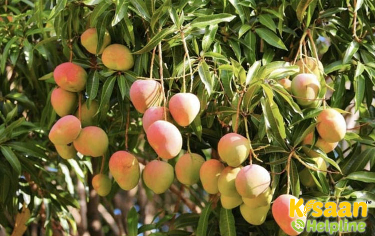Fazli (फजली) | Mango Varieties | Mango (Aam) Cultivation