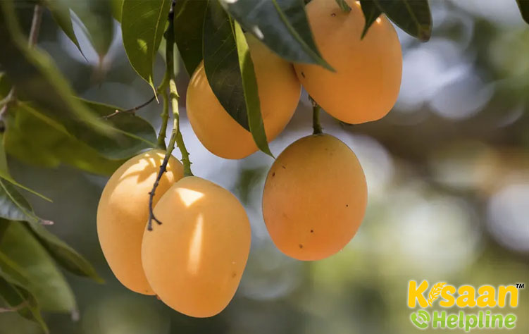 Au Rumani (Rumani x Mulgoa) एयु रुमानी (रुमानी x मुलगो) - Mango Varieties