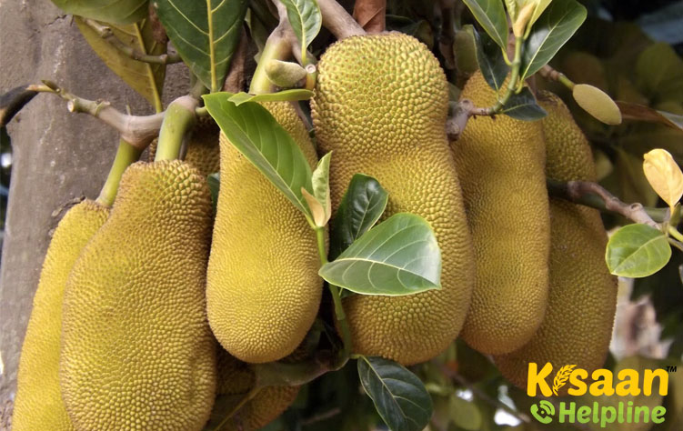 Fazli (फजली) | Mango Varieties | Mango (Aam) Cultivation