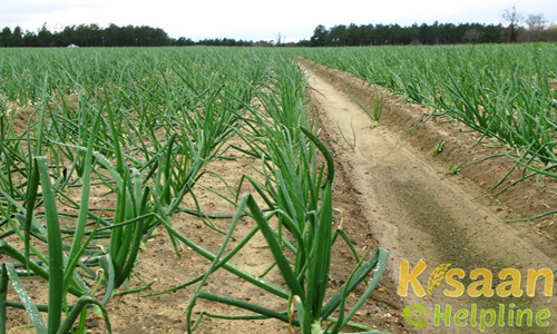 Bhima Shakti- Onion Varieties Information