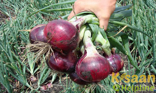 Bhima Dark Red - Onion Varieties In India