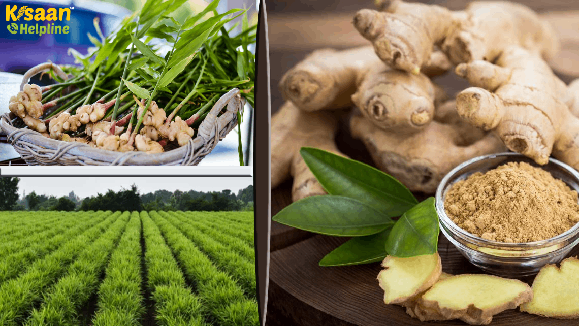 One District One Product - Barwani | Promoting Local Products