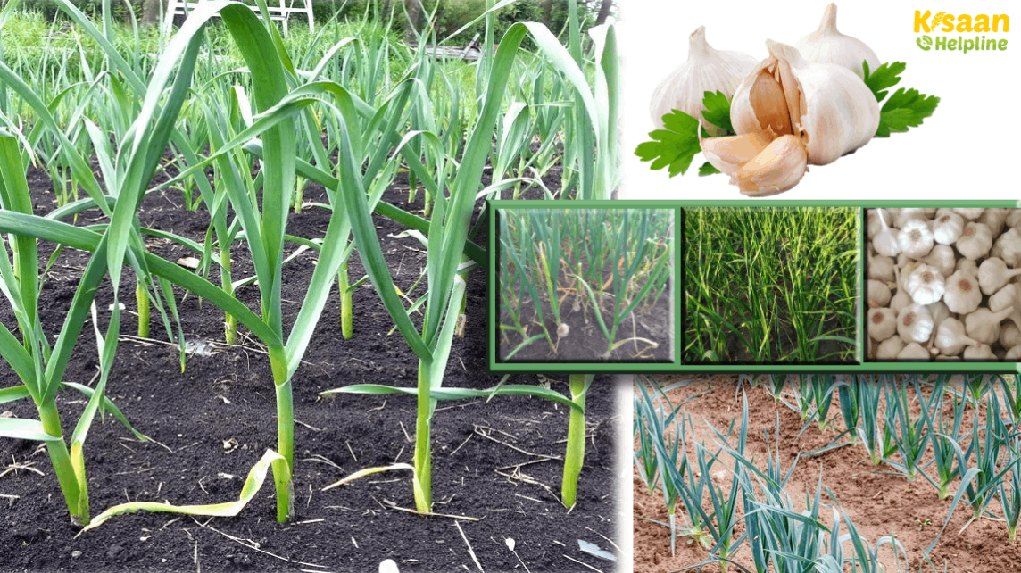 One District One Product - Baran | Promoting Local Products