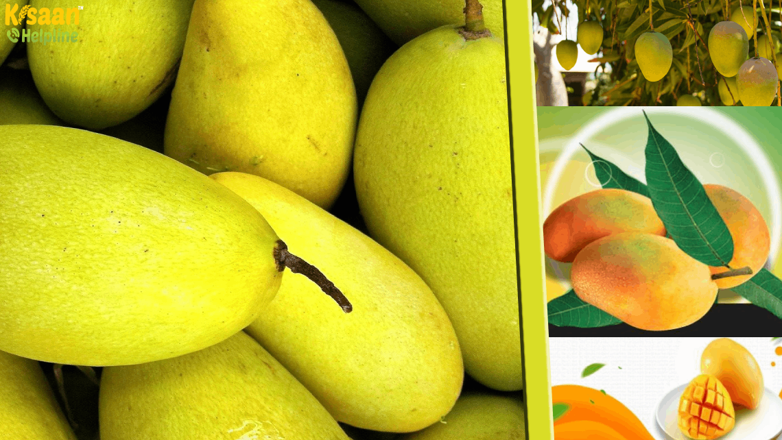 One District One Product - Amroha | Promoting Local Products