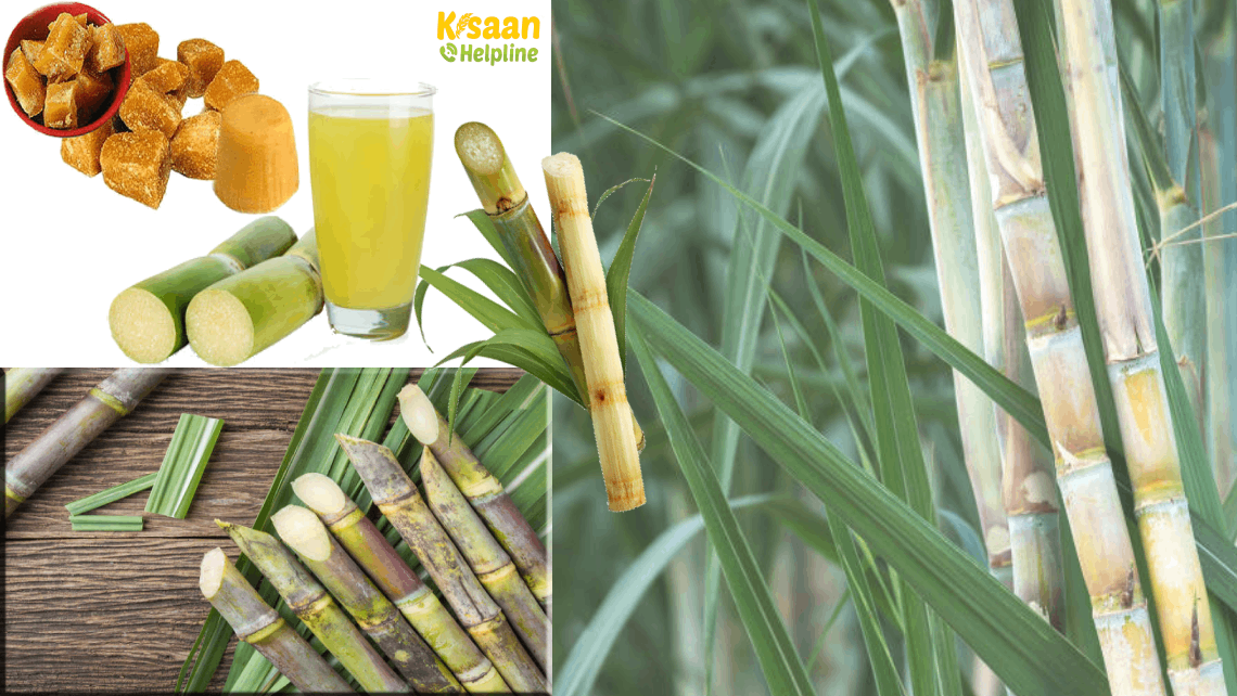 One District One Product - Kabirdham (formely Kawardha) | Promoting ...