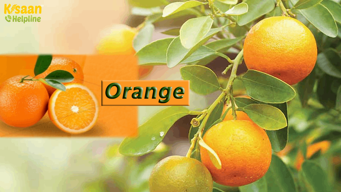 One District One Product - Kamle | Promoting Local Products