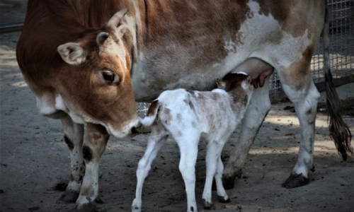 System of Breeding and Grading Up in livestock