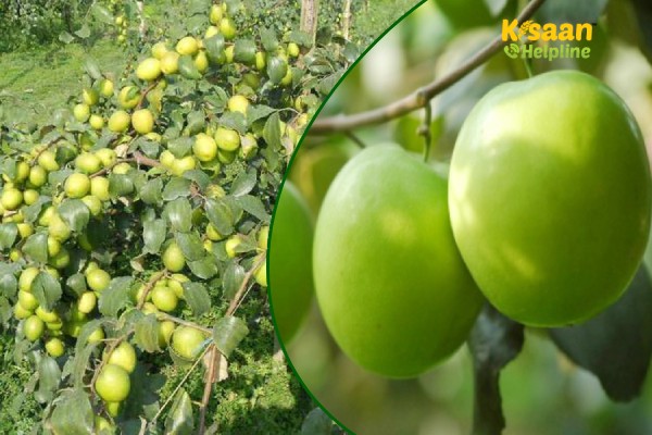 बेर के फलों के सड़ने (फ्रूट रॉट) की समस्या को कैसे करें प्रबंधित?