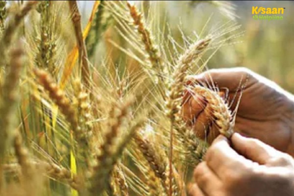Effect of sowing methods and moisture regimes on productivity of timely ...