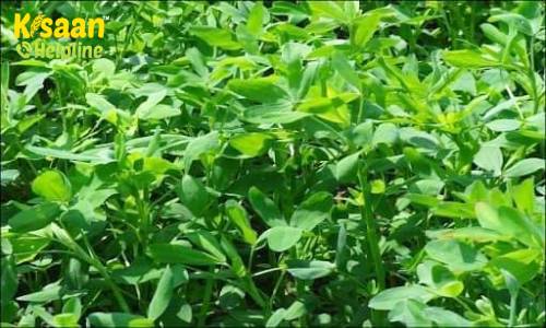 Berseem / Barsim Crop Farming in India - बरसीम की खेती