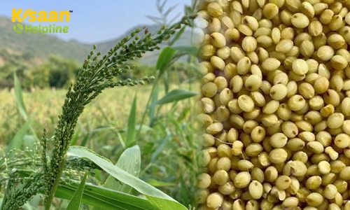 Kharif Crops List - Example of Kharif Season Crops in India