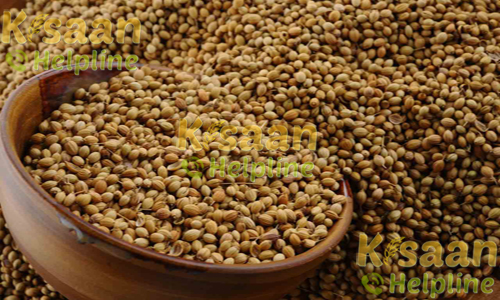 Berseem / Barsim Crop Farming in India - बरसीम की खेती