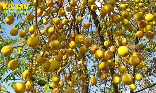 Darek Tree Farming Information In Hindi | दरेक की उन्नत खेती