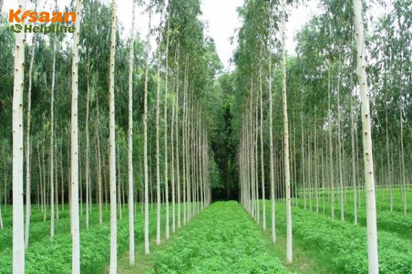 Eucalyptus Cultivation | Safeda Tree Farming | नीलगिरी पेड़ की खेती