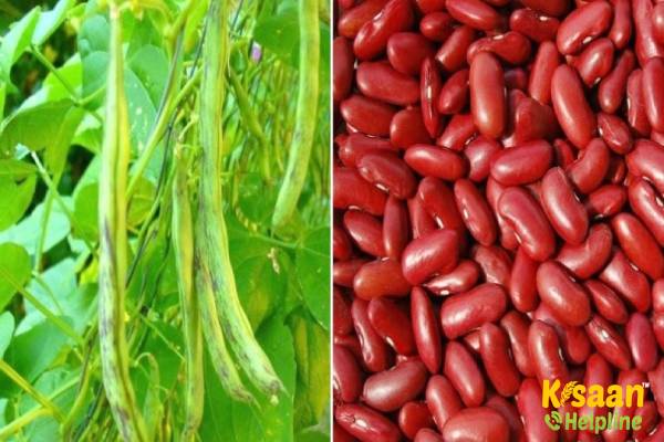 Vegetables Crops List - Rabi/Kharif Seasonal Vegetables in India