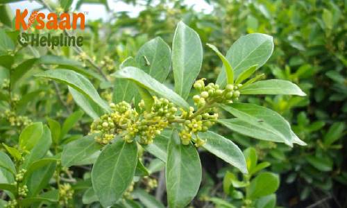 Gudmar Farming Information | गुड़मार की खेती | मधुनाशिनी