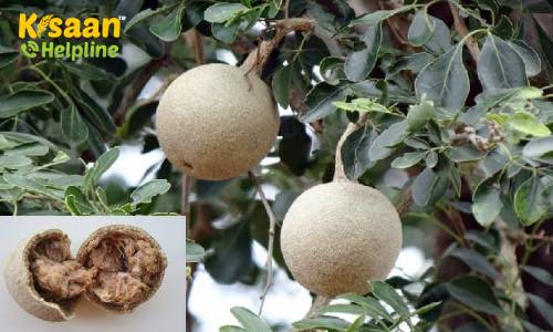 Kaitha Tree Farming | Wood Apple | कैथ की उन्नत खेती