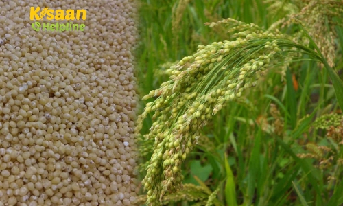 Kodo Millet Farming in India - कोदो बाजरा फसल की खेती