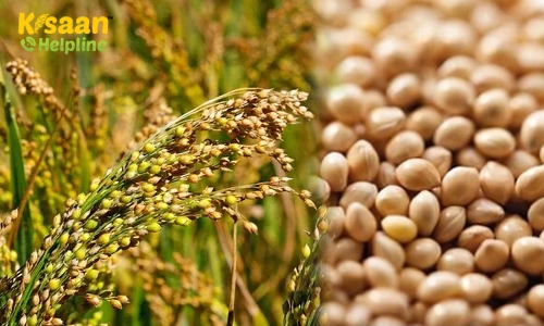 Kodo Millet Farming in India - कोदो बाजरा फसल की खेती