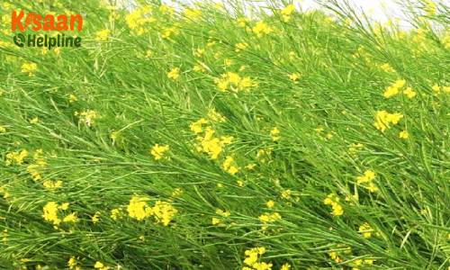 Berseem / Barsim Crop Farming in India - बरसीम की खेती