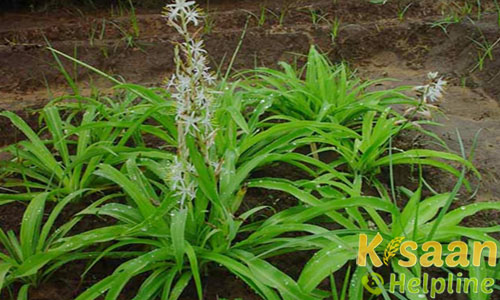 White Musli Cultivation Information | सफ़ेद मूसली की खेती