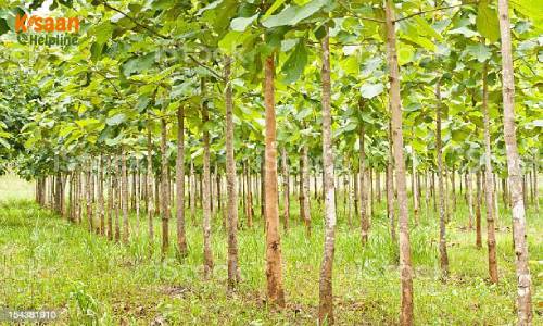 Teak Farming Information In Hindi | सागवान की खेती