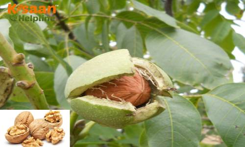 Walnut Cultivation In India | अखरोट की खेती