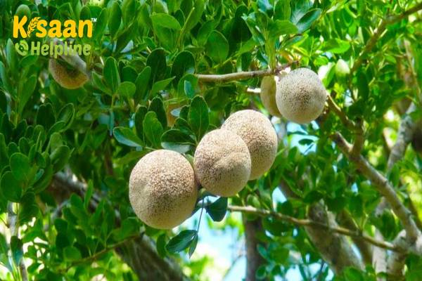 Bael Tree Cultivation Details | Bel Patra | बेल की उन्नत खेती की जानकारी