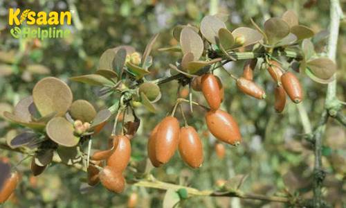 Detailed Information Of Indian Barberry Plant | इंडियन बारबेरी