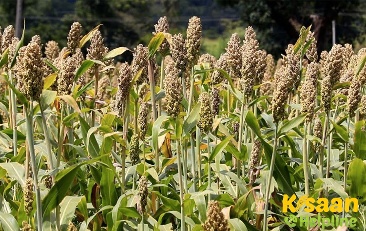 Sorghum (Jowar) Crop Farming in India - ज्वार की सफल खेती
