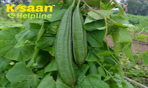 Ridge Gourd Cultivation In India | Torai Farming | तोरई की खेती