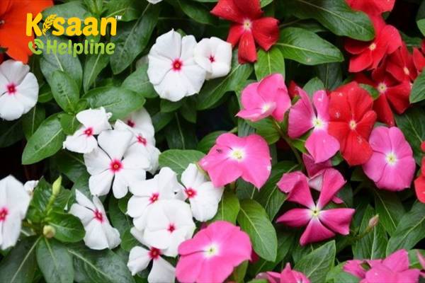 Sadabahar Cultivation Information | Periwinkle Plant | सदाबहार की खेती