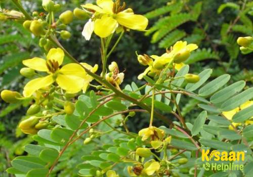 Senna Plant Cultivation In India | सेना एक औषधीय पौधा