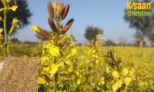 Berseem / Barsim Crop Farming in India - बरसीम की खेती